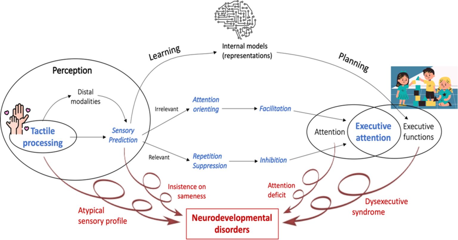 Tactile sensory processing as a precursor of executive attention ...